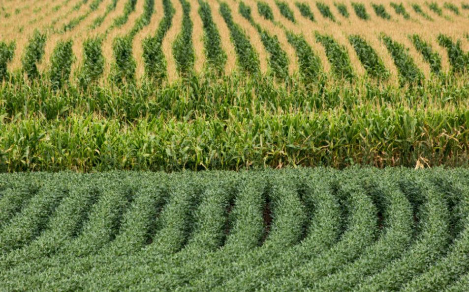 ICMC, ISA and Beck’s tout benefits of Upper White Cover Crop program ...