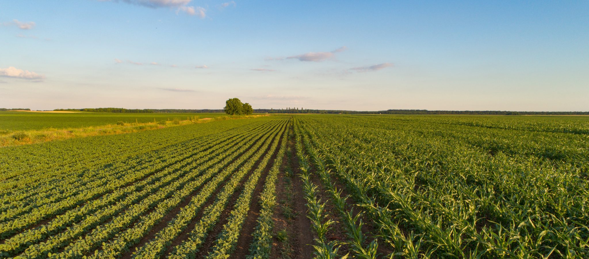 News & Media - Indiana Corn and Soy