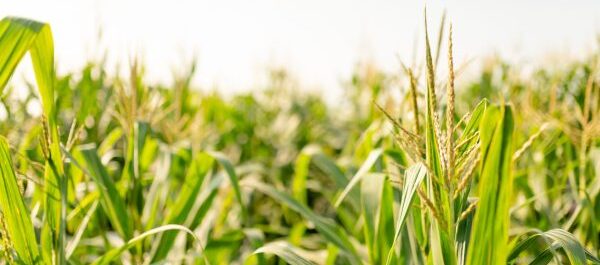 Investment could provide opportunities for Indiana corn growers ...