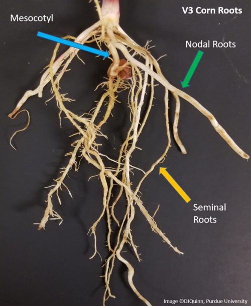 When emerging corn plants look unhealthy try checking the roots ...