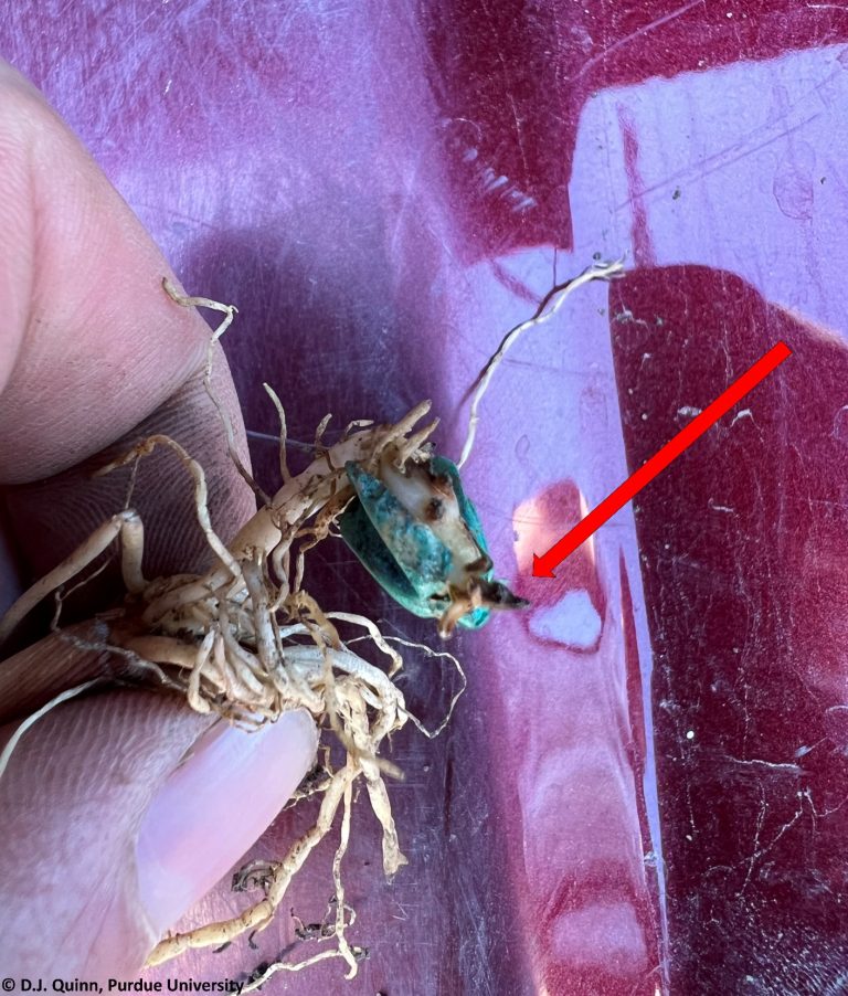 When emerging corn plants look unhealthy try checking the roots ...